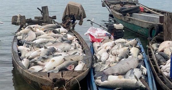 Cá chết tại phường Trị An là do sự biến đổi đột ngột, bất lợi về môi trường