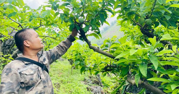 Phát triển sản phẩm nông nghiệp chủ lực ở Võ Nhai
