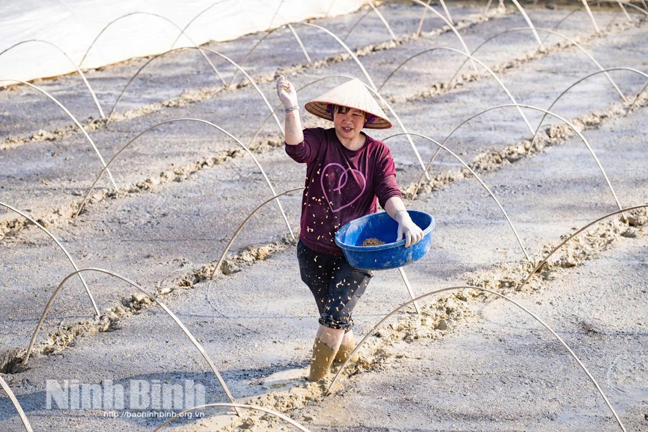 Vụ Đông Xuân 2025-2026: Nhận diện thách thức, linh hoạt ứng phó