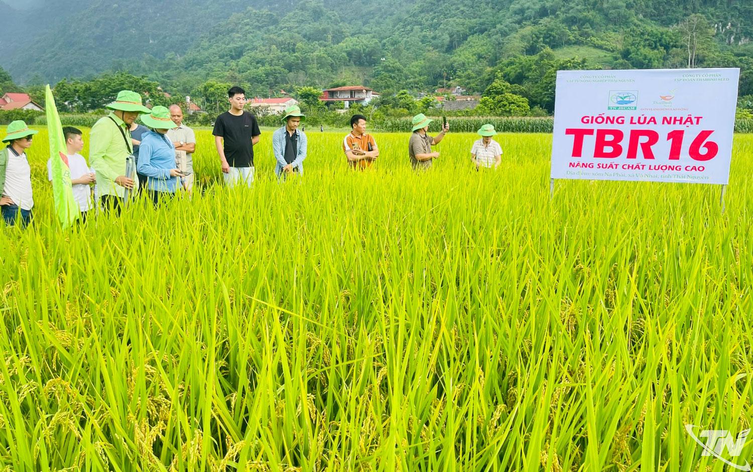 Phát triển sản phẩm nông nghiệp chủ lực ở Võ Nhai